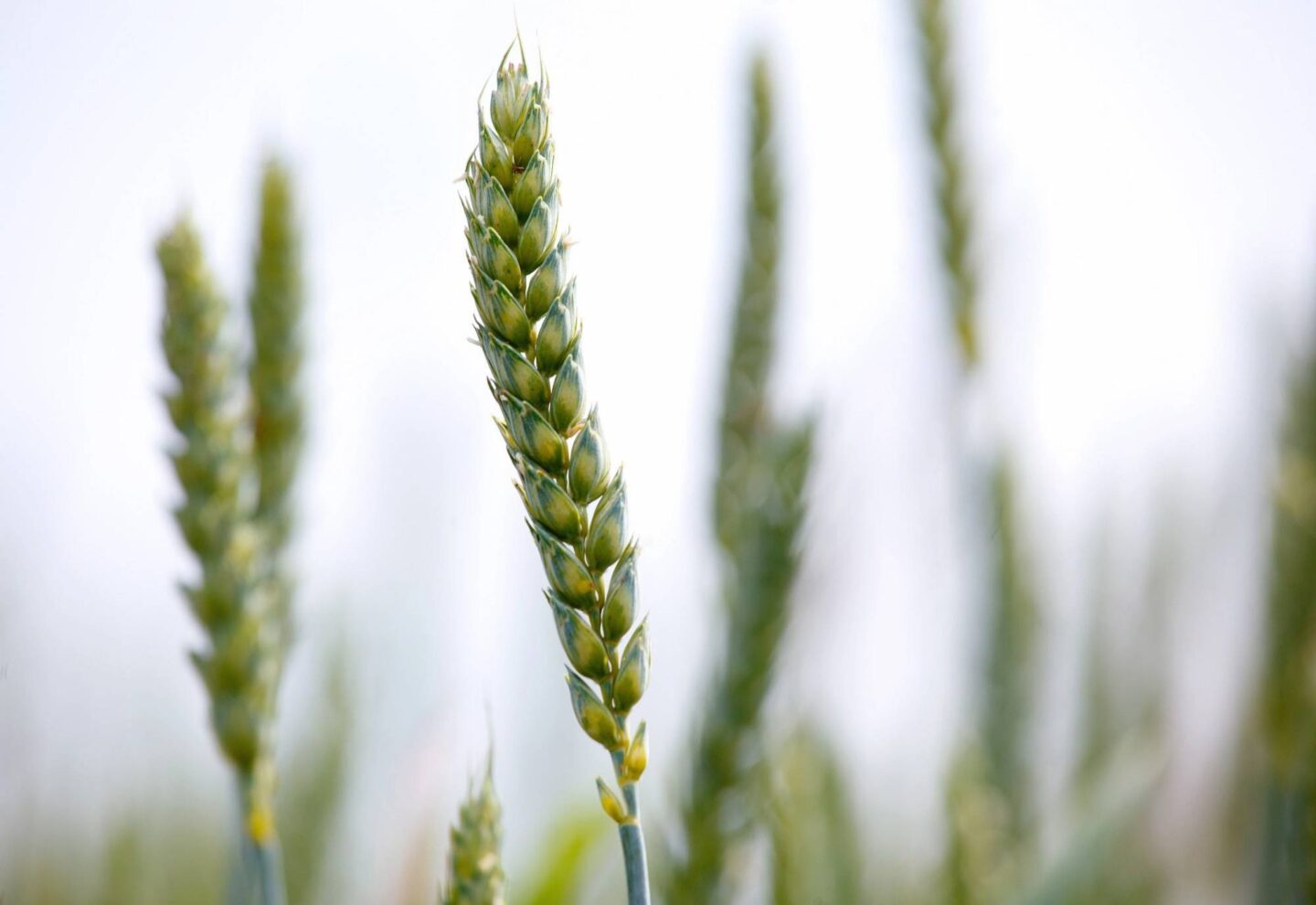 Linking Environment and Farming (LEAF) Marque Certification | NSF