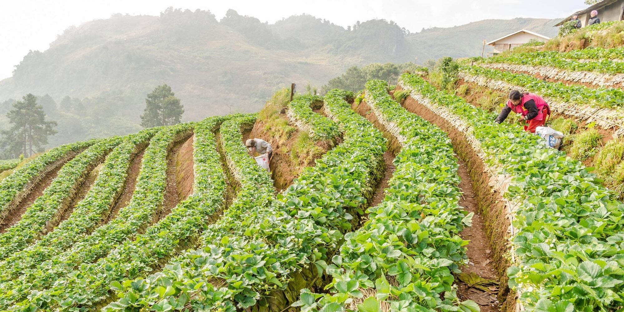 GLOBALG.A.P. IFA 5.4-1: Fruit and Vegetables | NSF