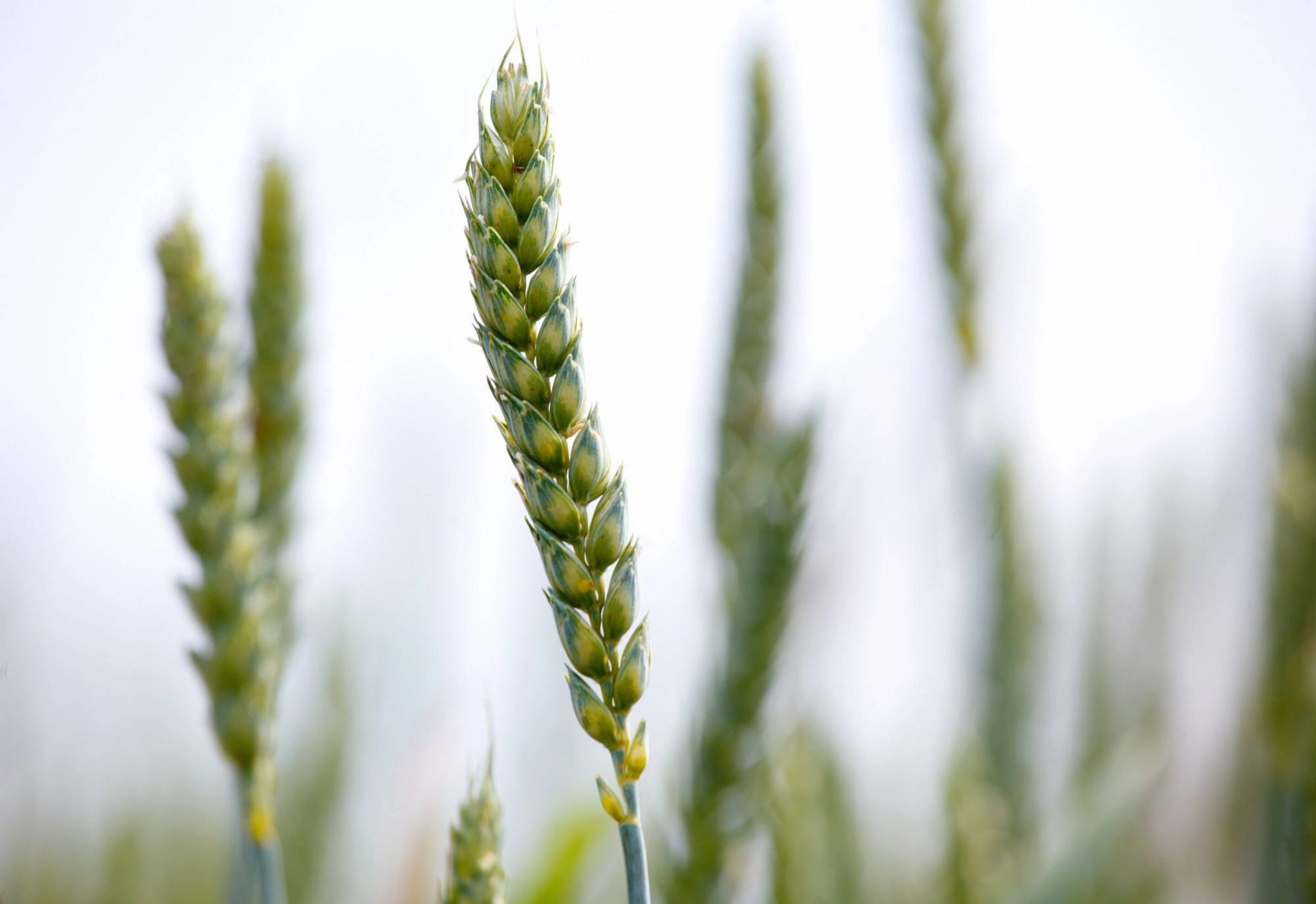 Linking Environment and Farming (LEAF) Marque Certification | NSF