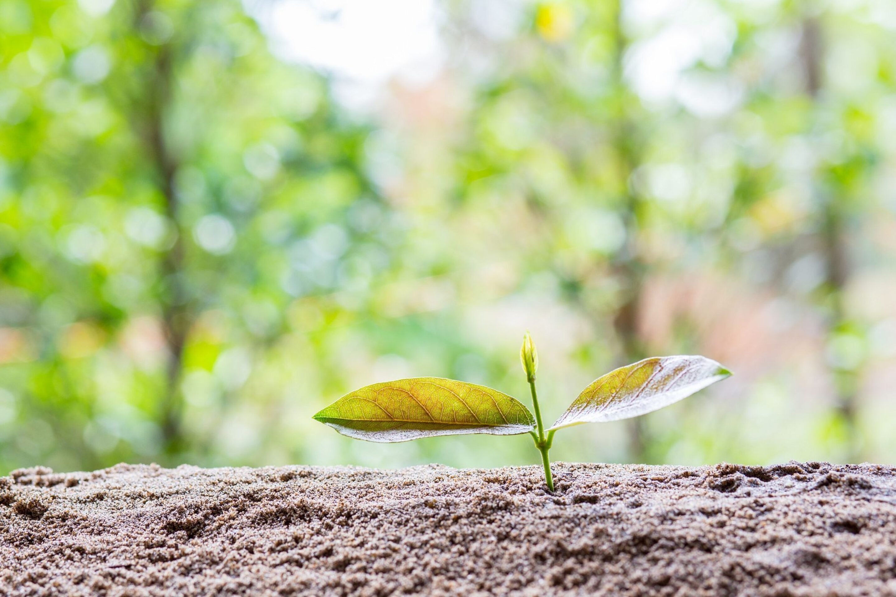 LEAF Marque Standard v16.1: What You Need To Know | NSF