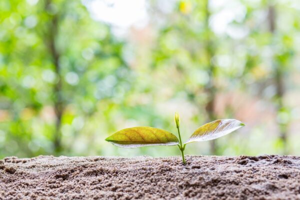 Linking Environment and Farming (LEAF) Marque Certification | NSF