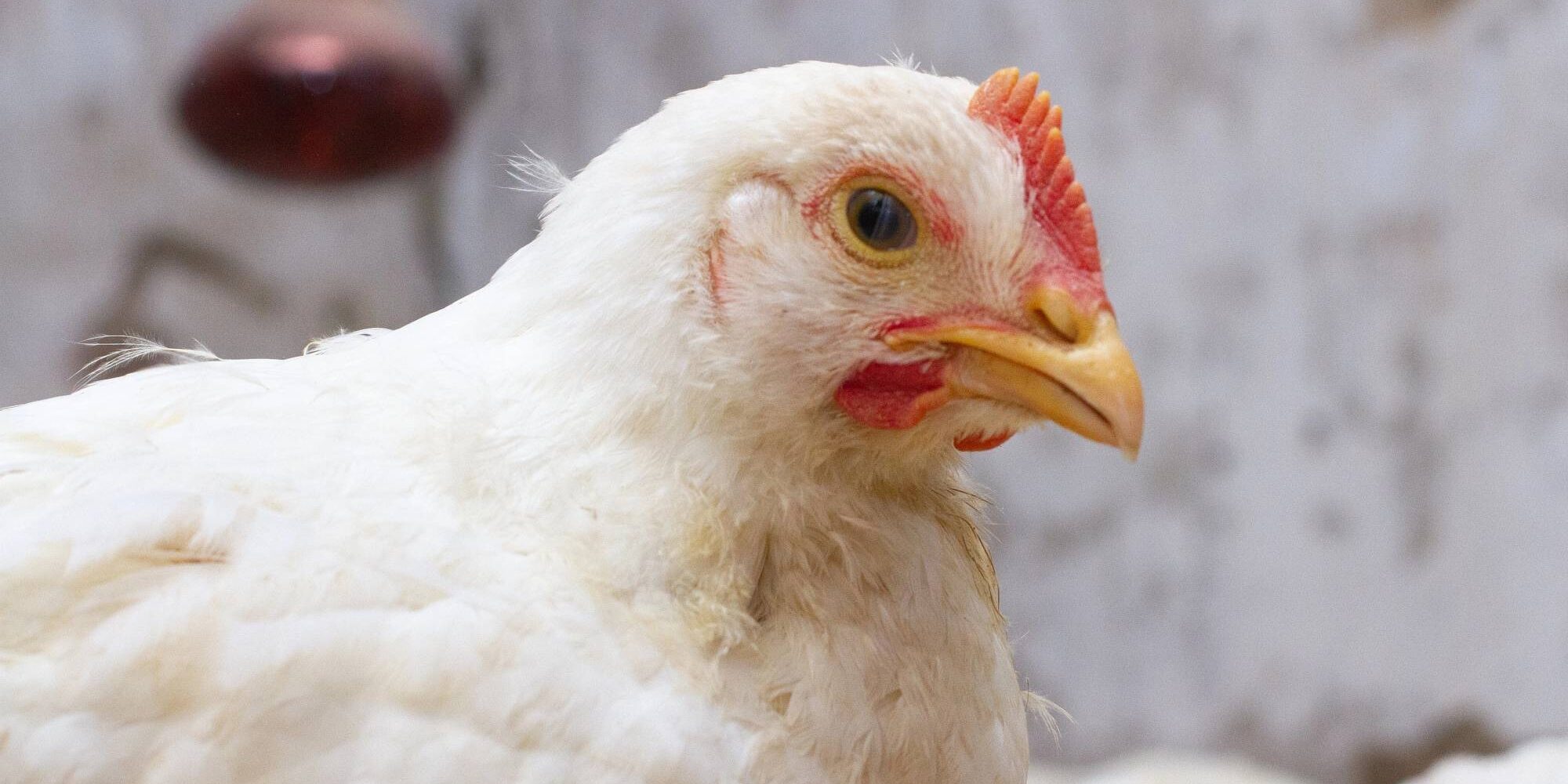 Red Tractor Poultry Scheme Flyers | NSF