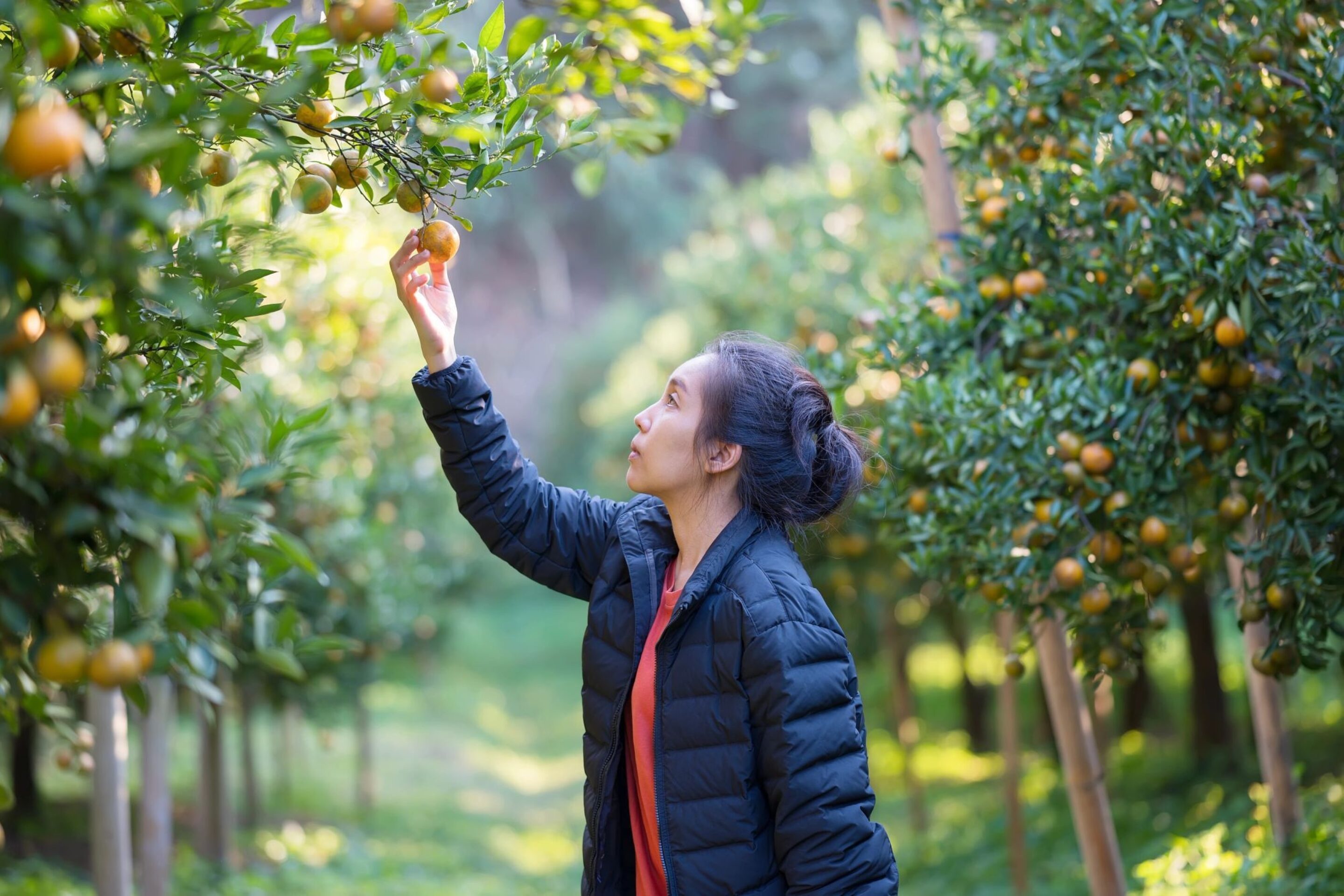 PrimusGFS Certification | NSF